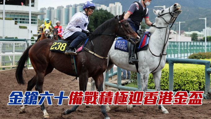 金枪六十试闸备战花旗银行香港金杯冀重温美梦 星岛日报