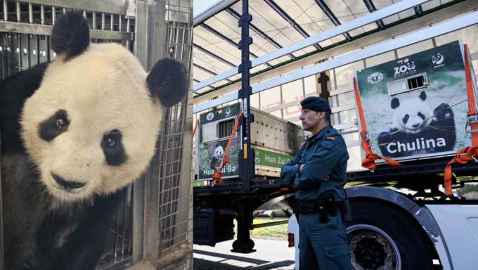 旅居西班牙大熊猫「冰星」及「花嘴巴」一家五口启程返国 | 星岛日报